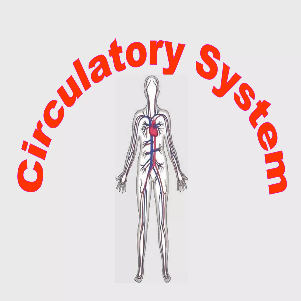 Circulatory System Overview: Blood Flow & Heart Function - Studocu