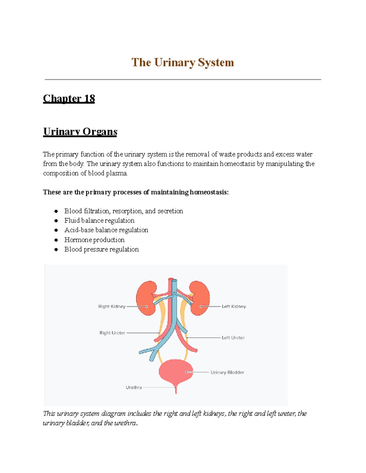 Urinary System Overview: Chapter 18 - Organs & Functions - Studocu
