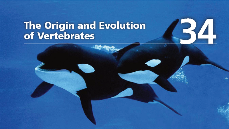 Chapter 34 - The Origin and Evolution of Vertebrates: Key Concepts and ...