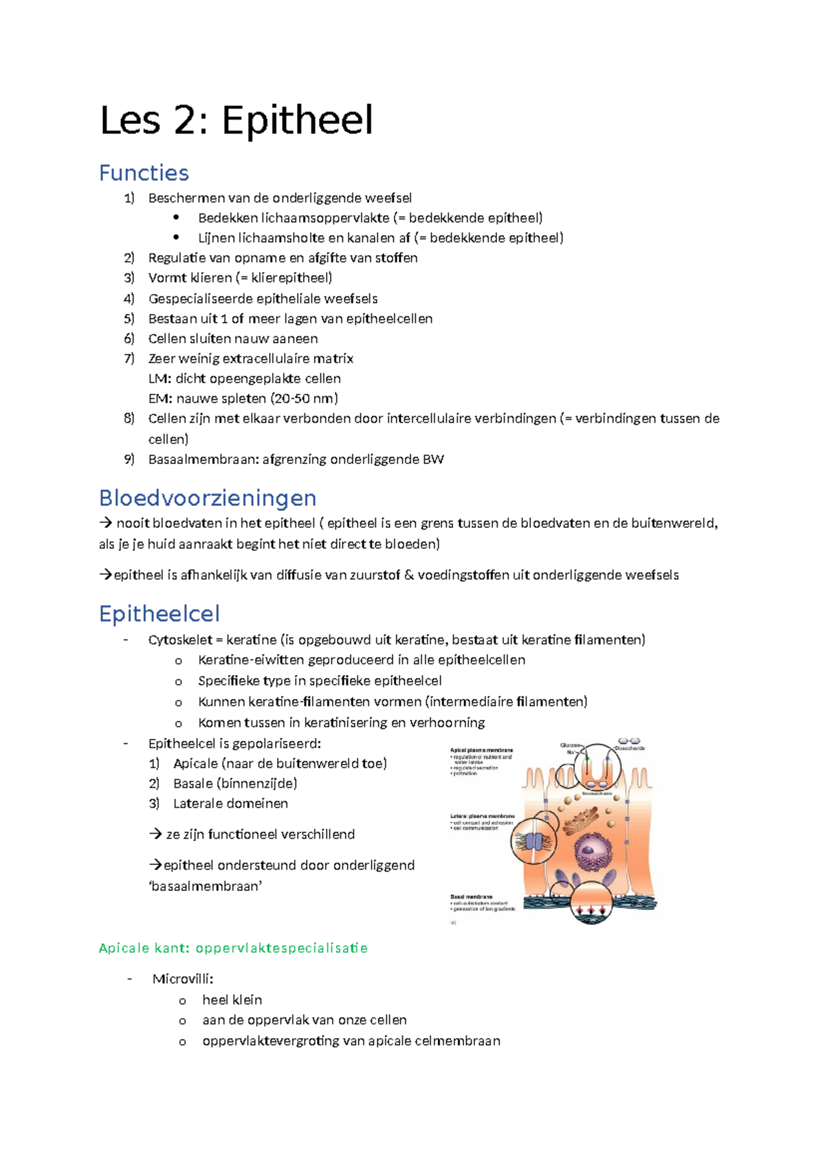 Epitheel Samenvatting - Les 2 Histologie Onderwijs - Studocu