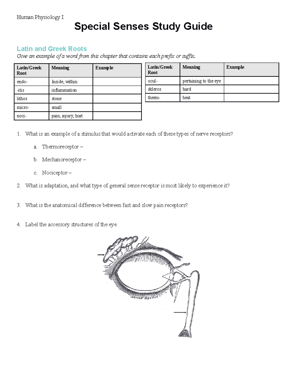 Human Physiology I: Special Senses Study Guide and Review Notes - Studocu