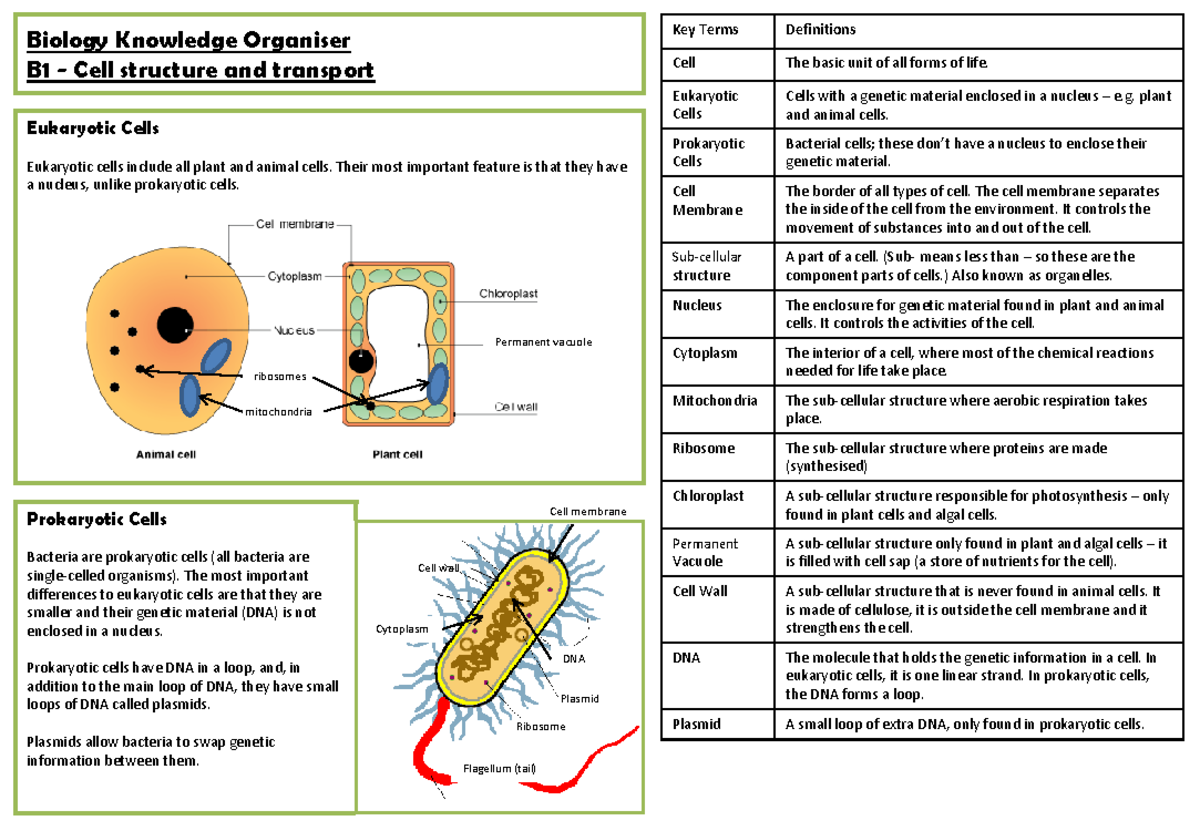 B1 Biology Knowledge Organiser: Cell Structure & Transport Overview ...