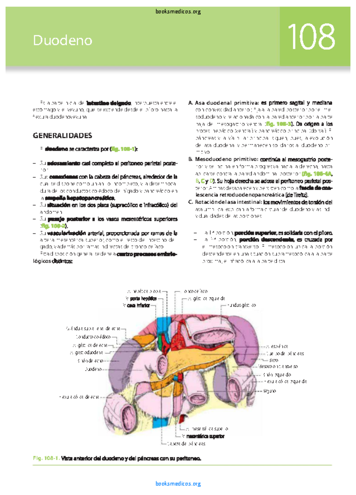 Anatomía del Duodeno: Estructura y Relaciones Vasculares (108) - Studocu