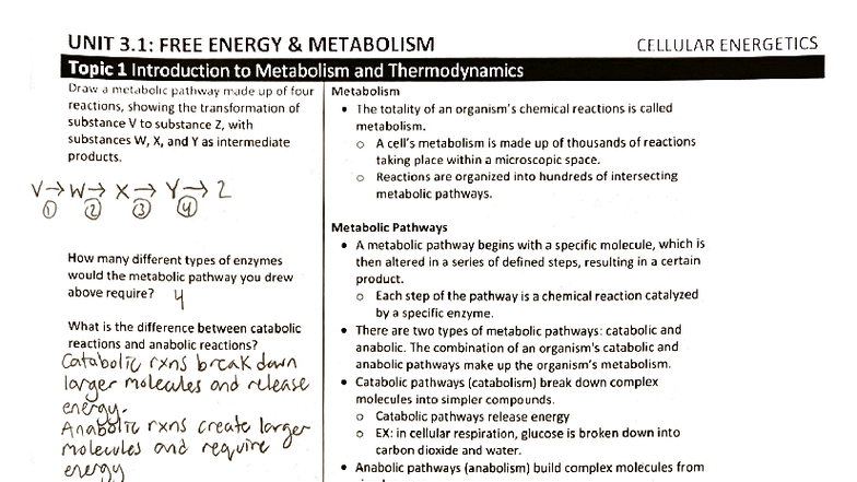 Unit 3.1: Free Energy & Metabolism - Cellular Energetics Overview - Studocu