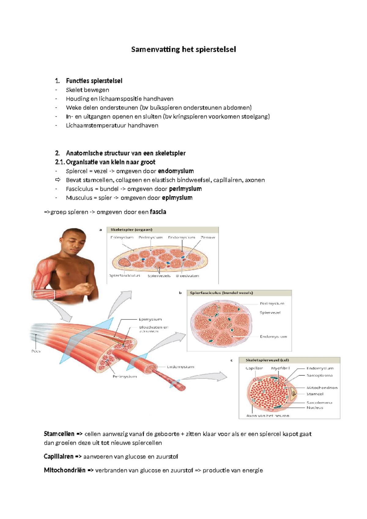 Samenvatting Spierstelsel: Functies en Anatomie van Skeletspieren - Studocu