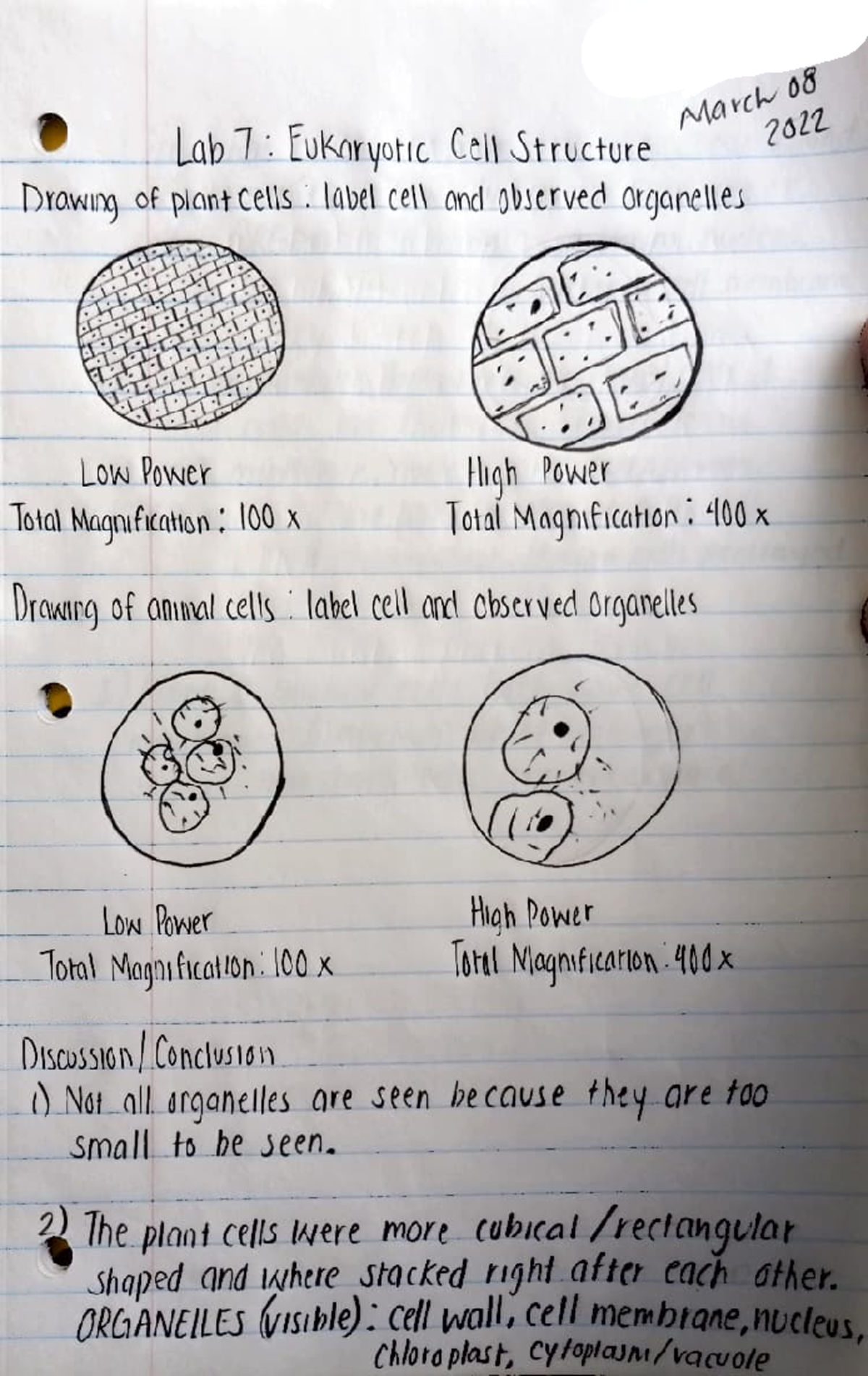 Bio003 Lab7 - Lab 7: Eukaryotic Cell Structure from the Biology Lab ...
