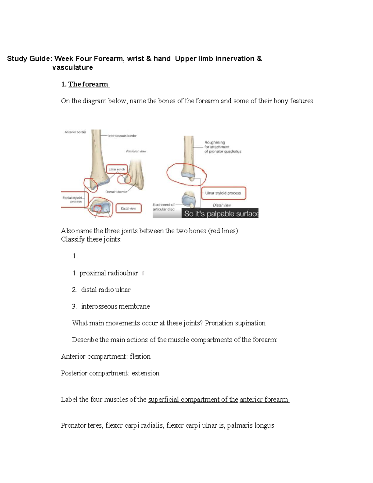 HUBS1108 Week 4 Study Guide: Forearm, Wrist, Hand Anatomy & Innervation ...