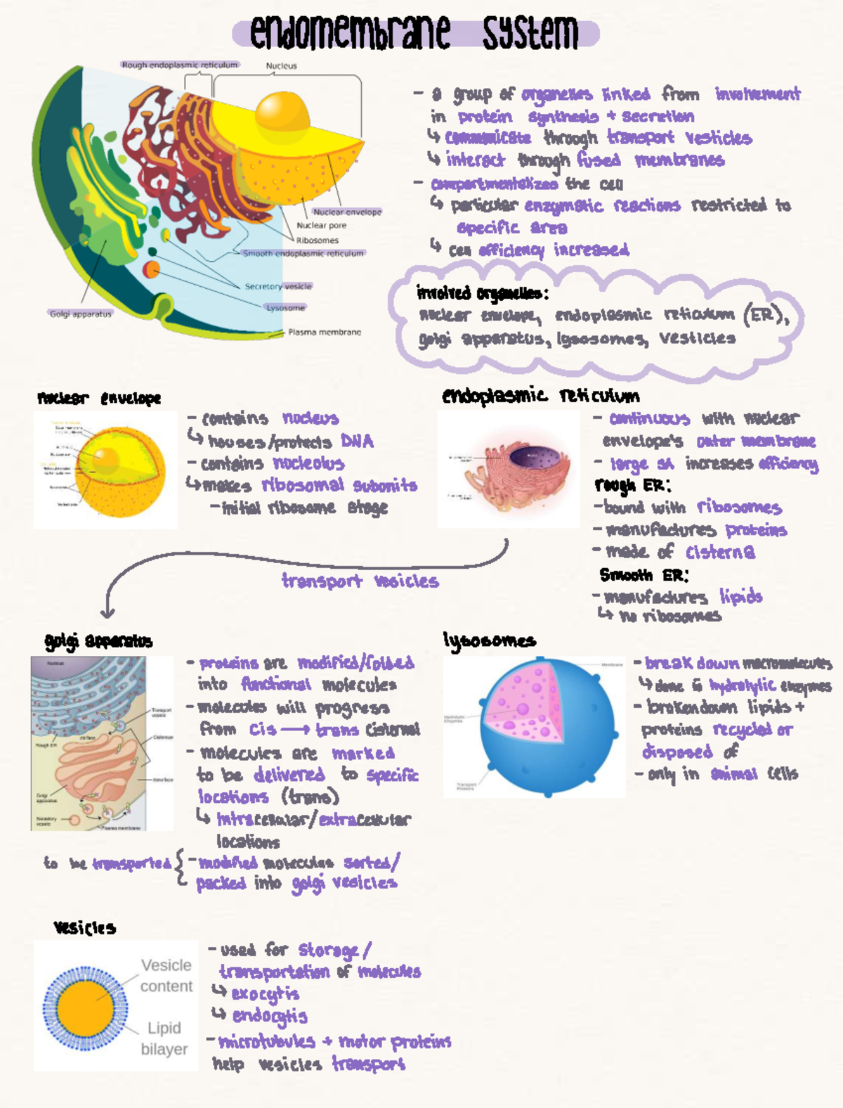 Endomembrane System - Summary of Organelle Functions and Interactions ...