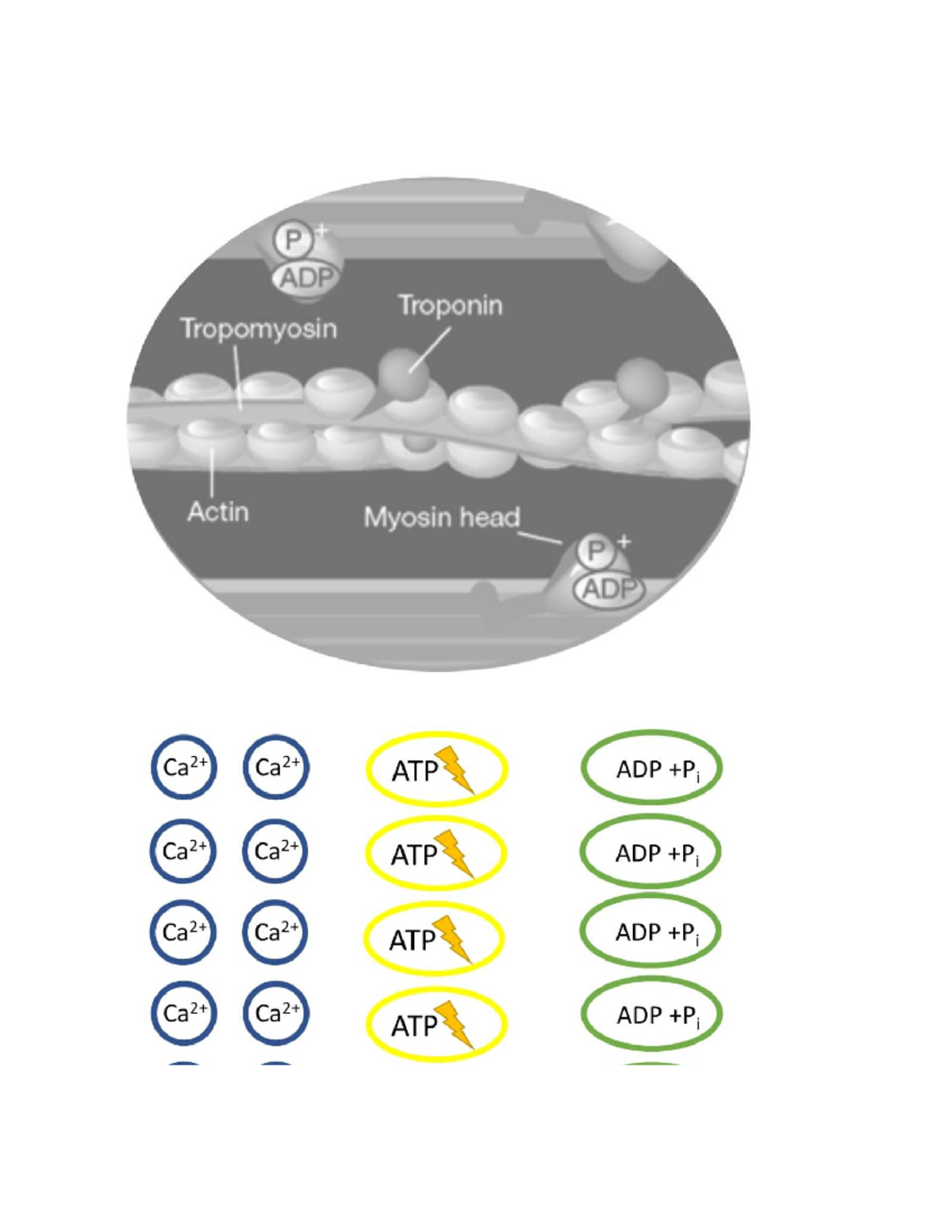 Muscle Contraction - P ADP Troponin Tropomyosin Actin Myosin head P ADP ...