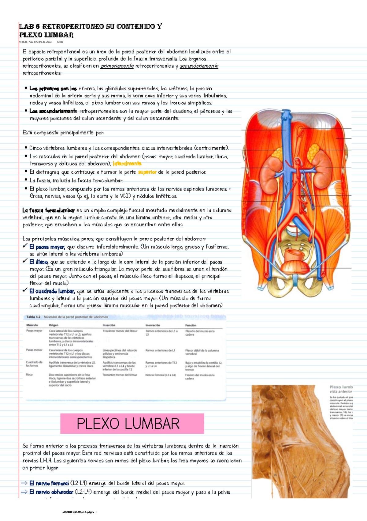 LAB 6: Espacio Retroperitoneal y Plexo Lumbar - Apuntes de Anatomía ...