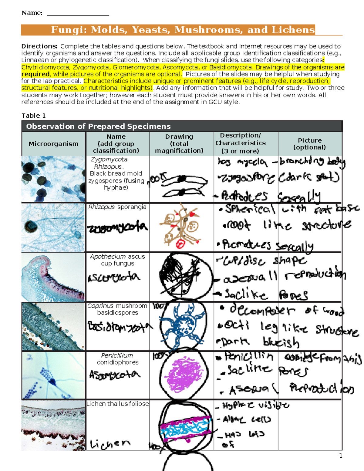 Fungi Bio182 Lab Worksheet: Molds, Yeasts, Mushrooms & Lichens - Studocu