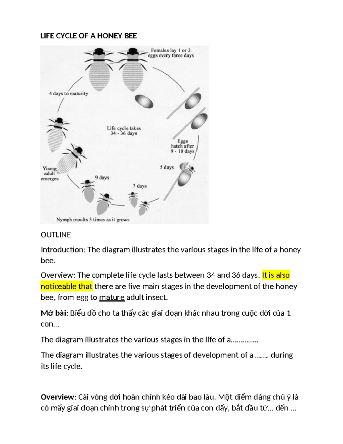LIFE CYCLE OF A HONEY BEE: STAGES & DEVELOPMENT OUTLINE - Studocu
