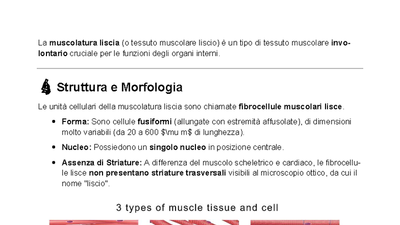 TESSUTO MUSCOLARE LISCIO: Struttura e Funzioni (BIOL 101) - Studocu