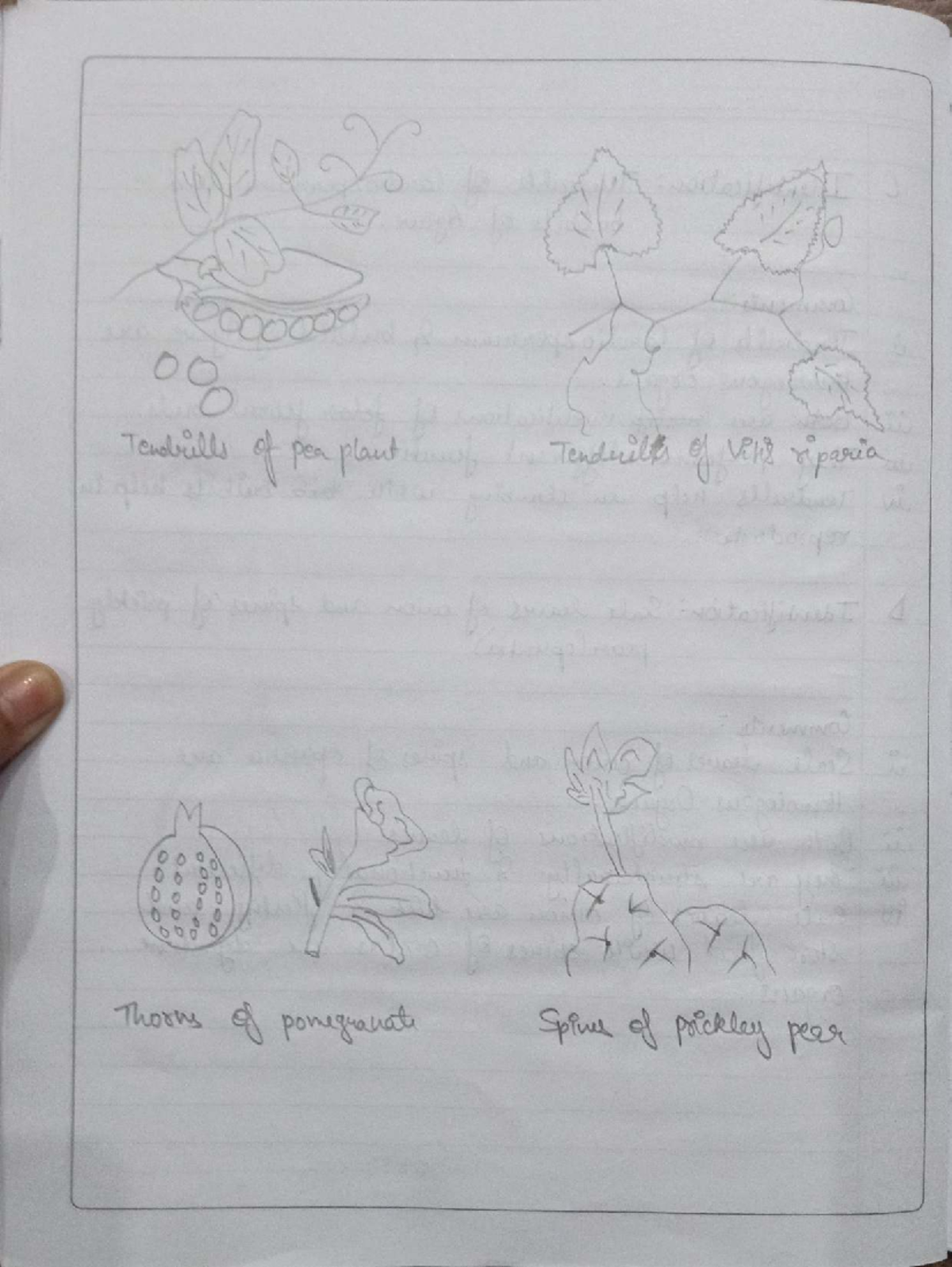 Biology Practical File: Analogous and Homologous Structures in Plants ...