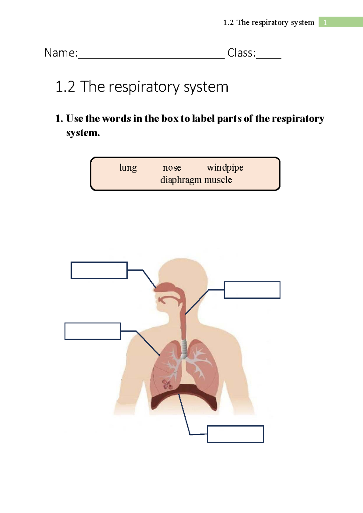 Unit 1: The Respiratory System - Labeling & Activities (Y6) - Studocu