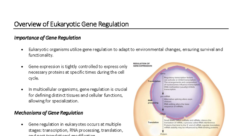 Chapter 17 Study Guide: Eukaryotic Gene Regulation in BIO 2313 - Studocu