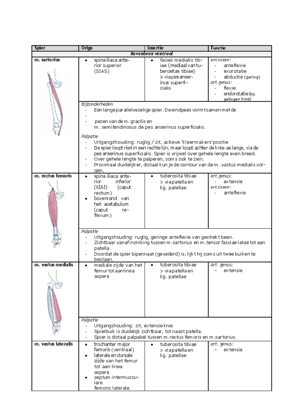 Anatomische Atlas Spieren: Overzicht Anatomie evalueert Functies ...