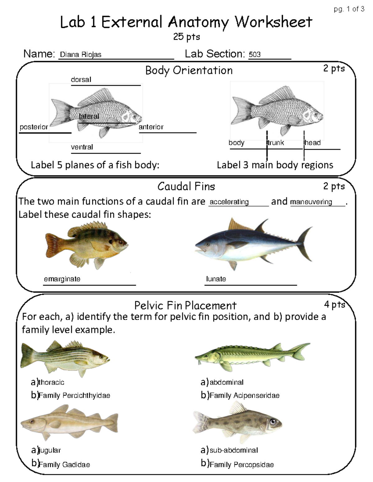 Lab 1: External Anatomy Worksheet (25 pts) - Fish Morphology - Studocu