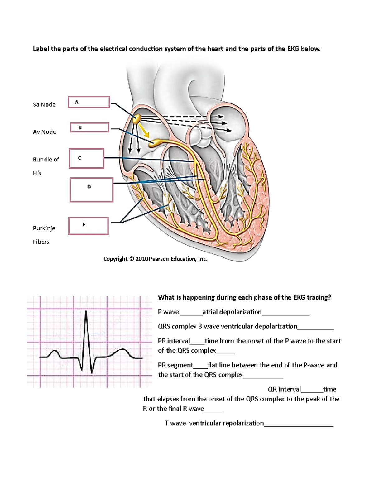 EKG Lab Coursework: Electrical Conduction & Wave Phases - Studocu