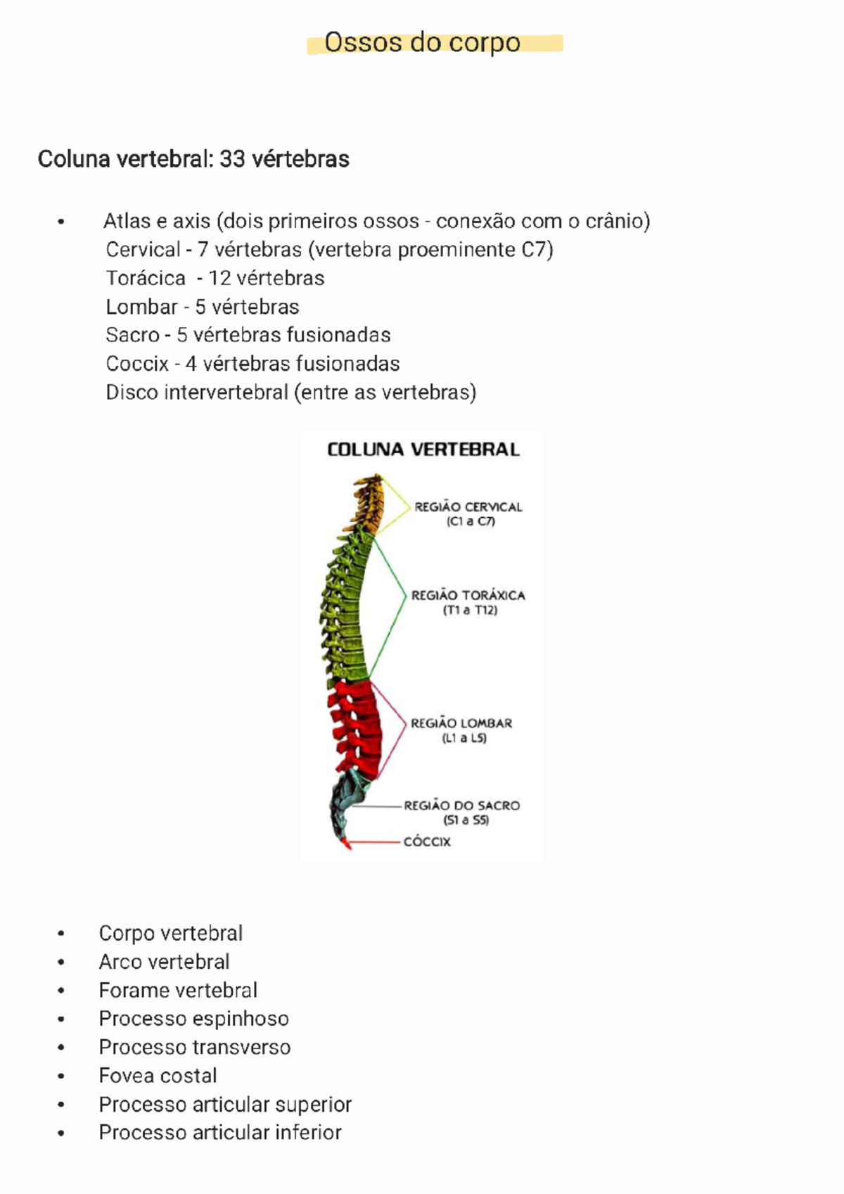 Anatomia dos Ossos do Corpo: Coluna Vertebral e Estruturas Principais ...