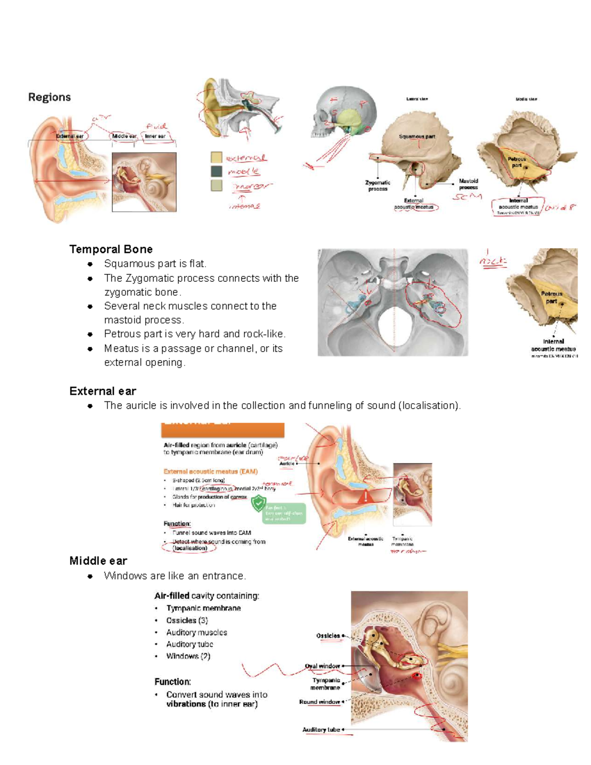 Special Senses: Ear & Eye Anatomy Overview (BIO 101) - Studocu