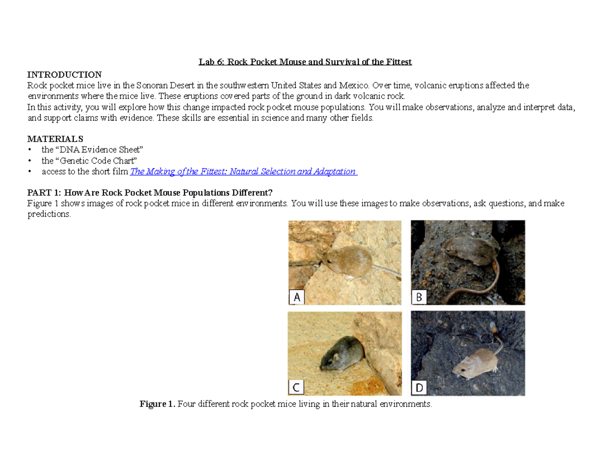 Lab 6: Exploring Rock Pocket Mouse Adaptation and Survival - Studocu
