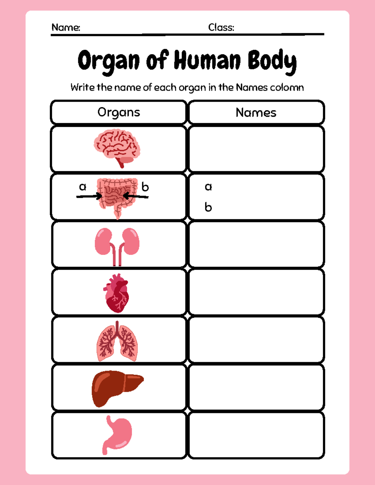 Pink Simple Organs of Human Body Science Worksheet - EDUC 476 - Organ ...