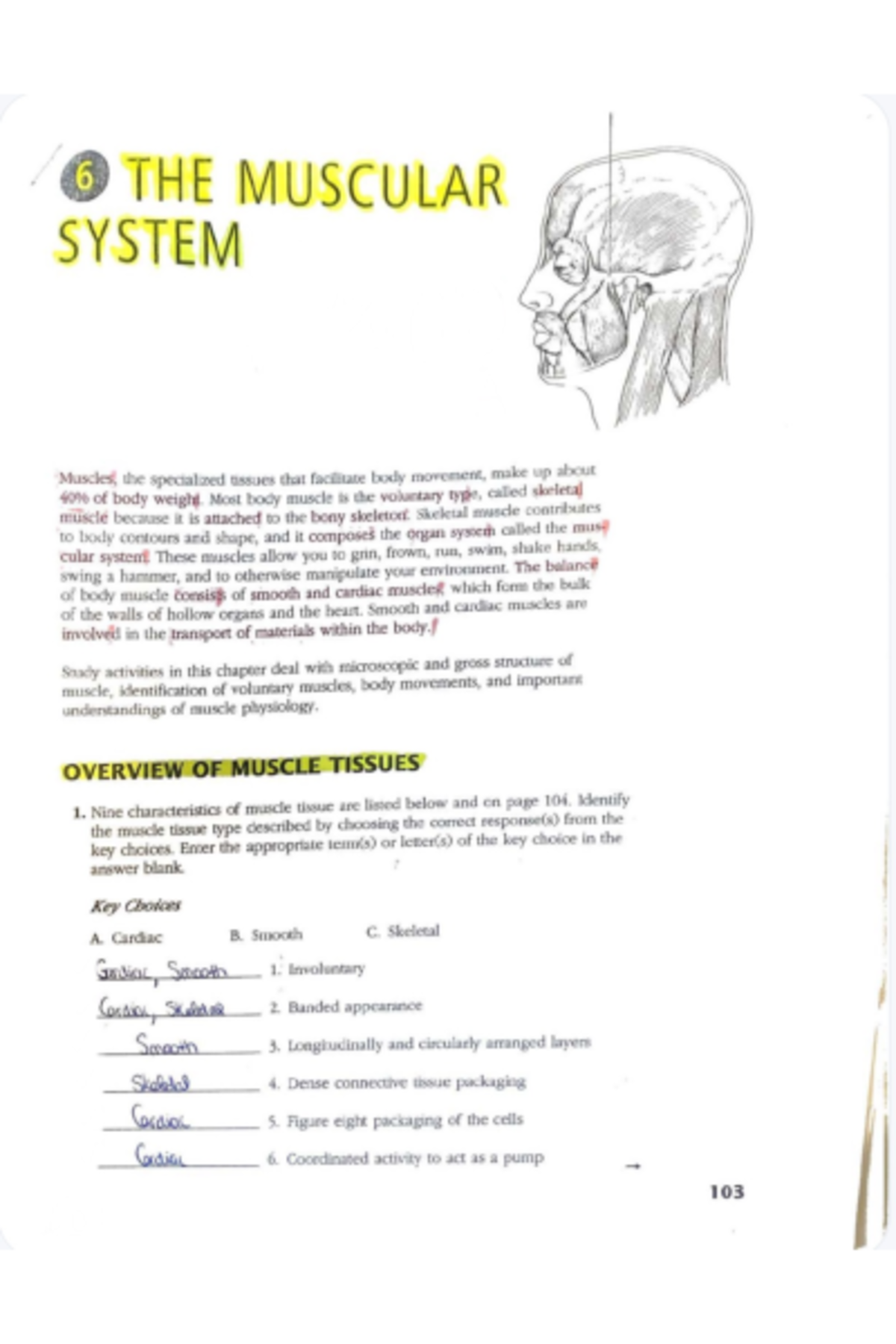 Photo - Yes - 6 THE MUSCULAR SYSTEM Muscles, the specialized tissues ...