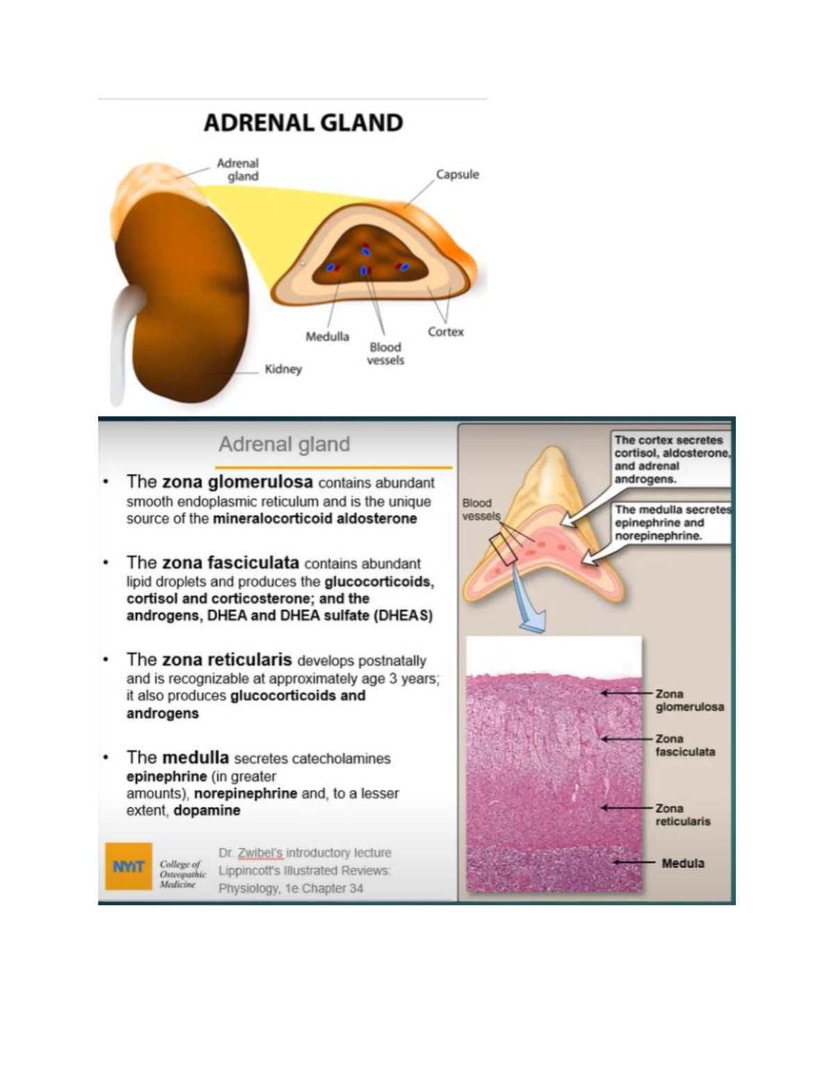 Adrenal Gland Disorders: Common Signs & Diagnostic Tests (PT 2) - Studocu