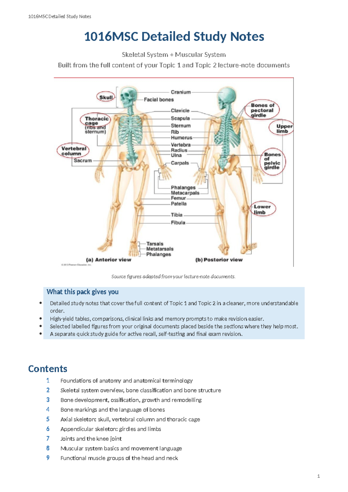 1016MSC Comprehensive Study Notes on Skeletal & Muscular Systems - Studocu