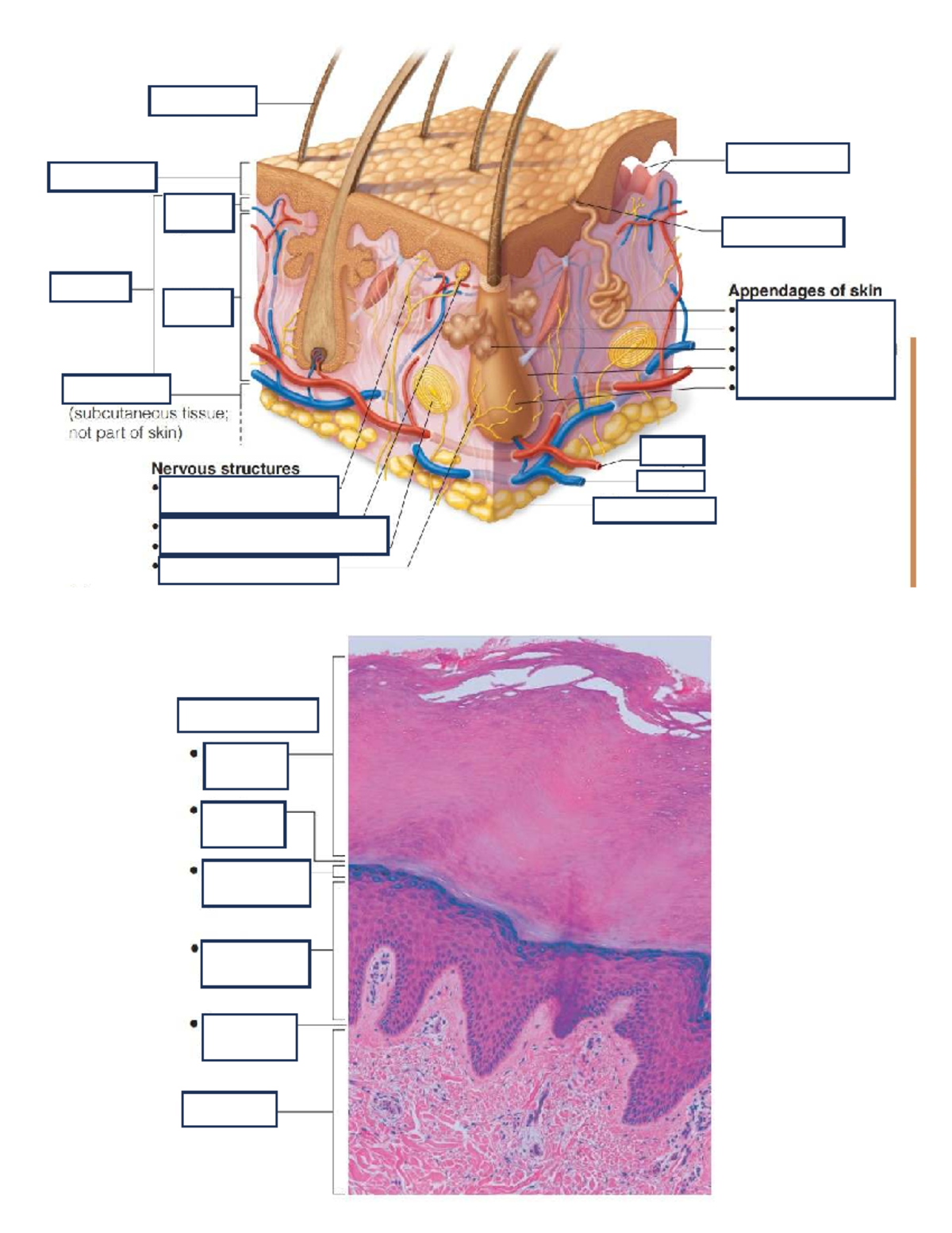 Analab chap 6-7 - Appendages of skin (subcutaneous not part of skin ...