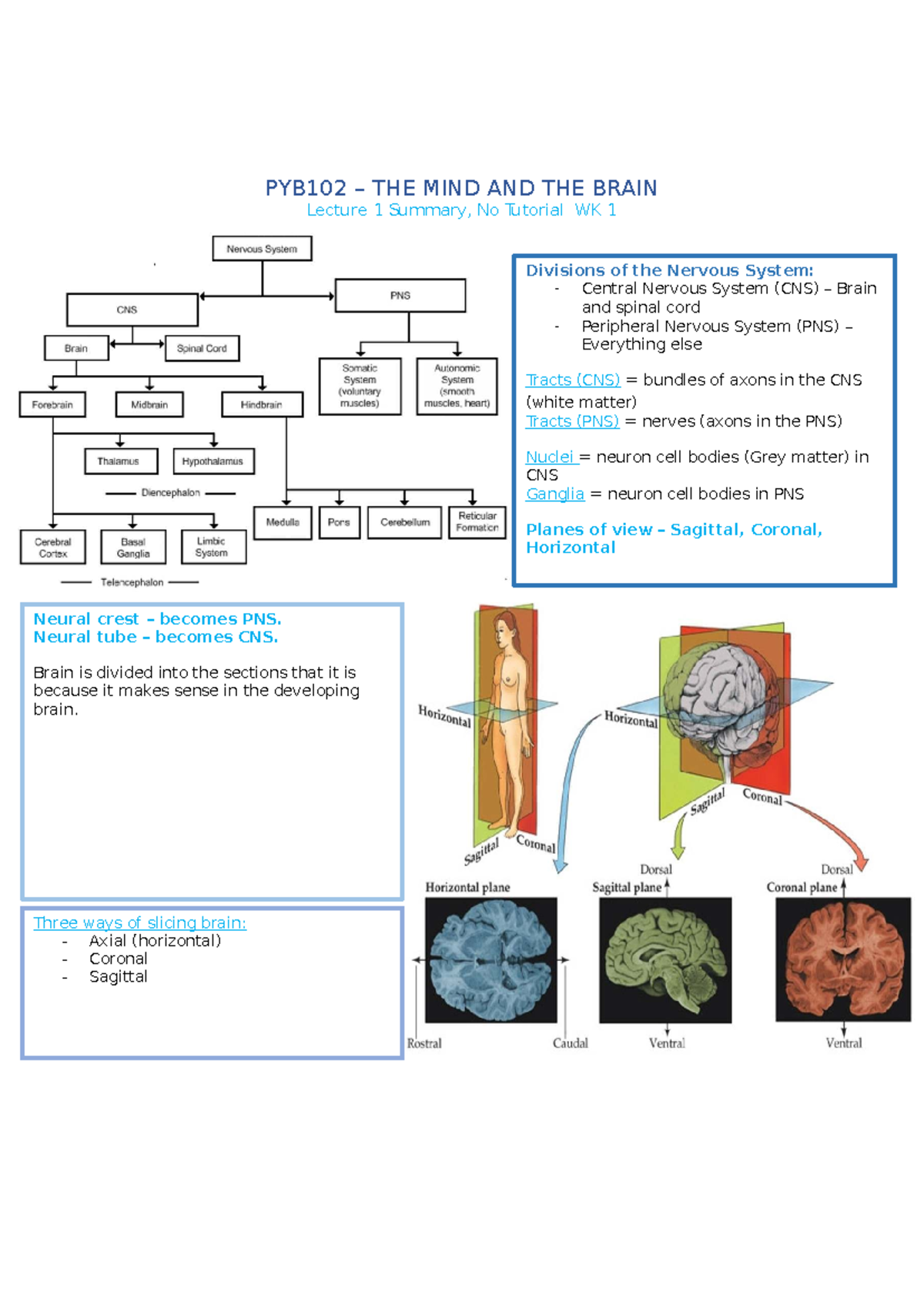PYB102 - Lecture Summaries on Nervous System and Memory Concepts - Studocu