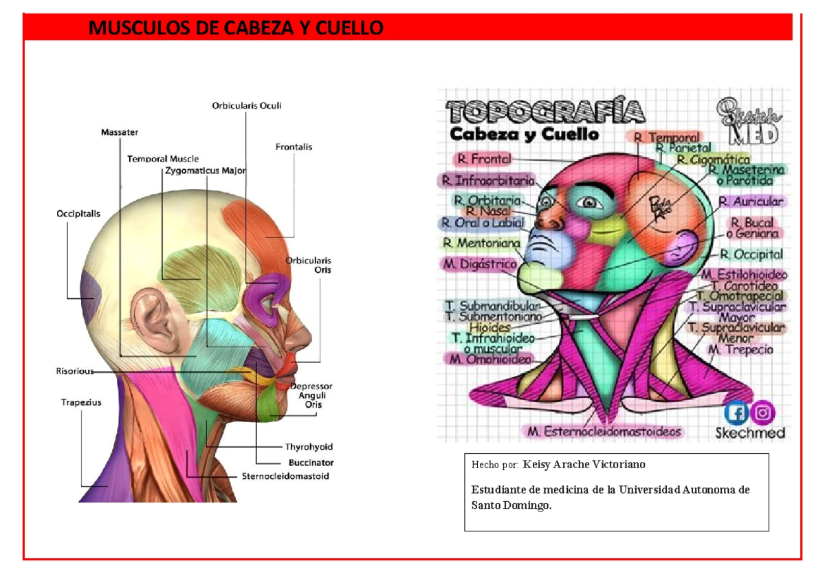 Irrigación, Drenaje e Inervación del Miembro Inferior - Anatomía 2 - Studocu