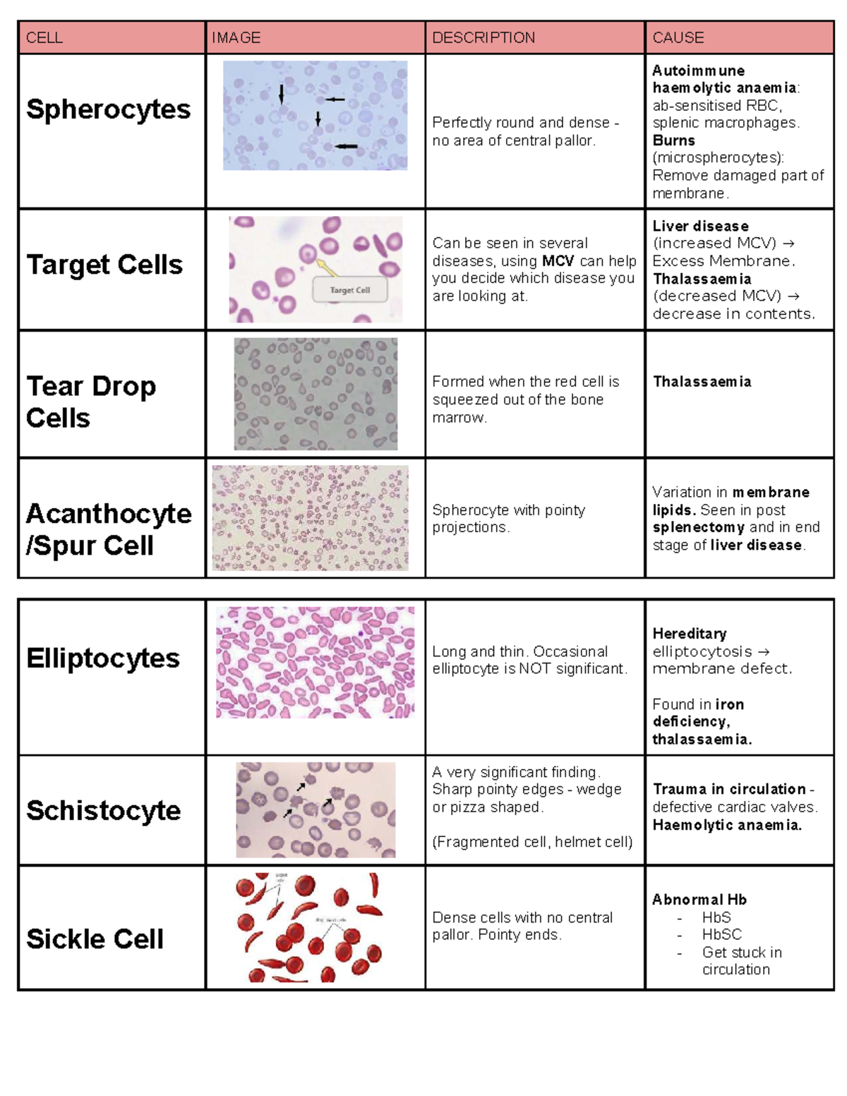 Haematology Cheat Sheet: RBC Morphology & Disorders (CELL 101) - Studocu