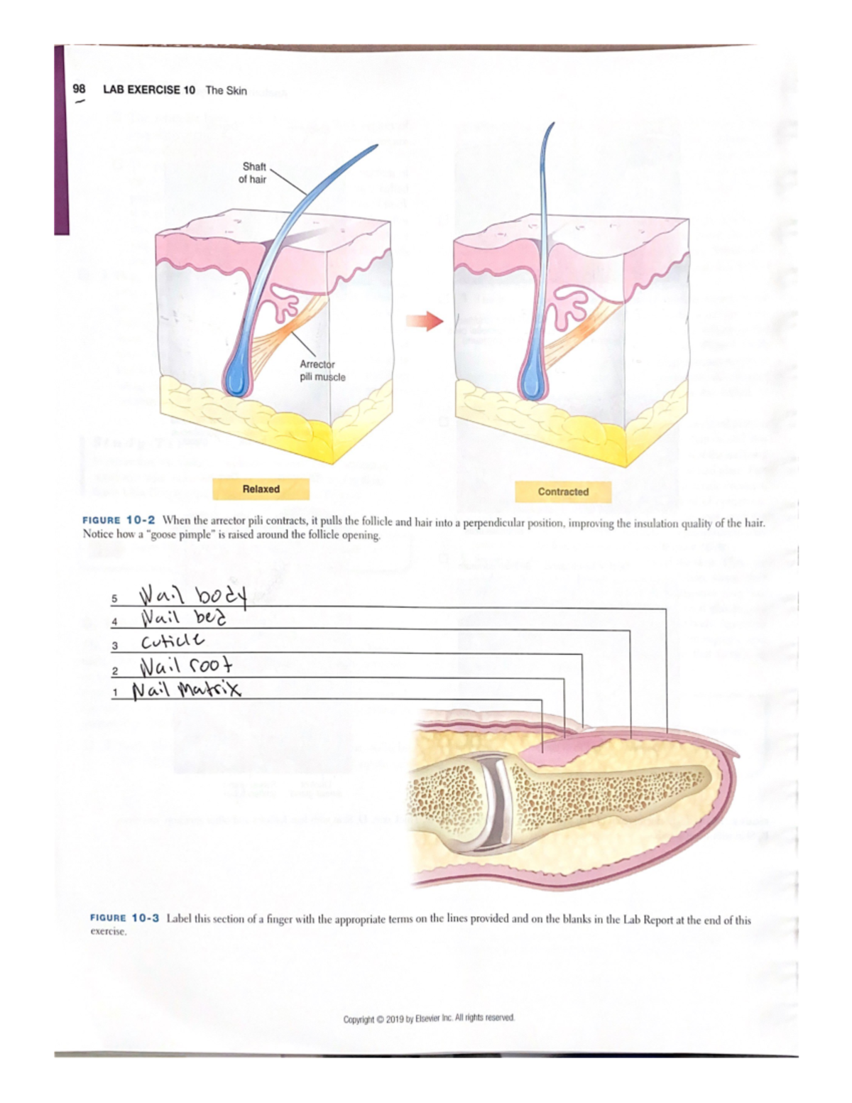 LAB EX 10: Exploring Skin Structure and Function in Anatomy - Studocu