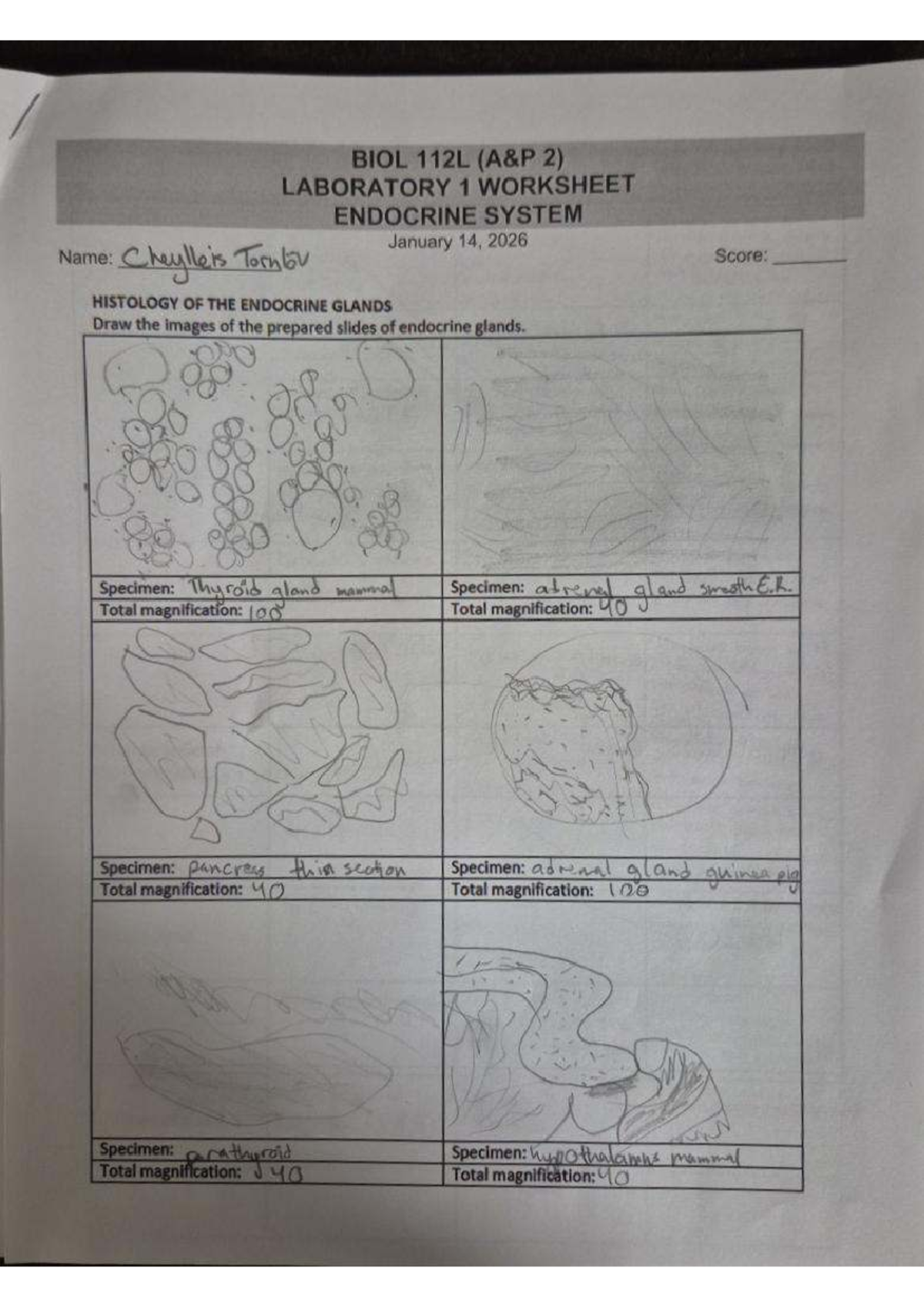 BIOL 112L Laboratory 1 Worksheet: Endocrine System Overview - Studocu