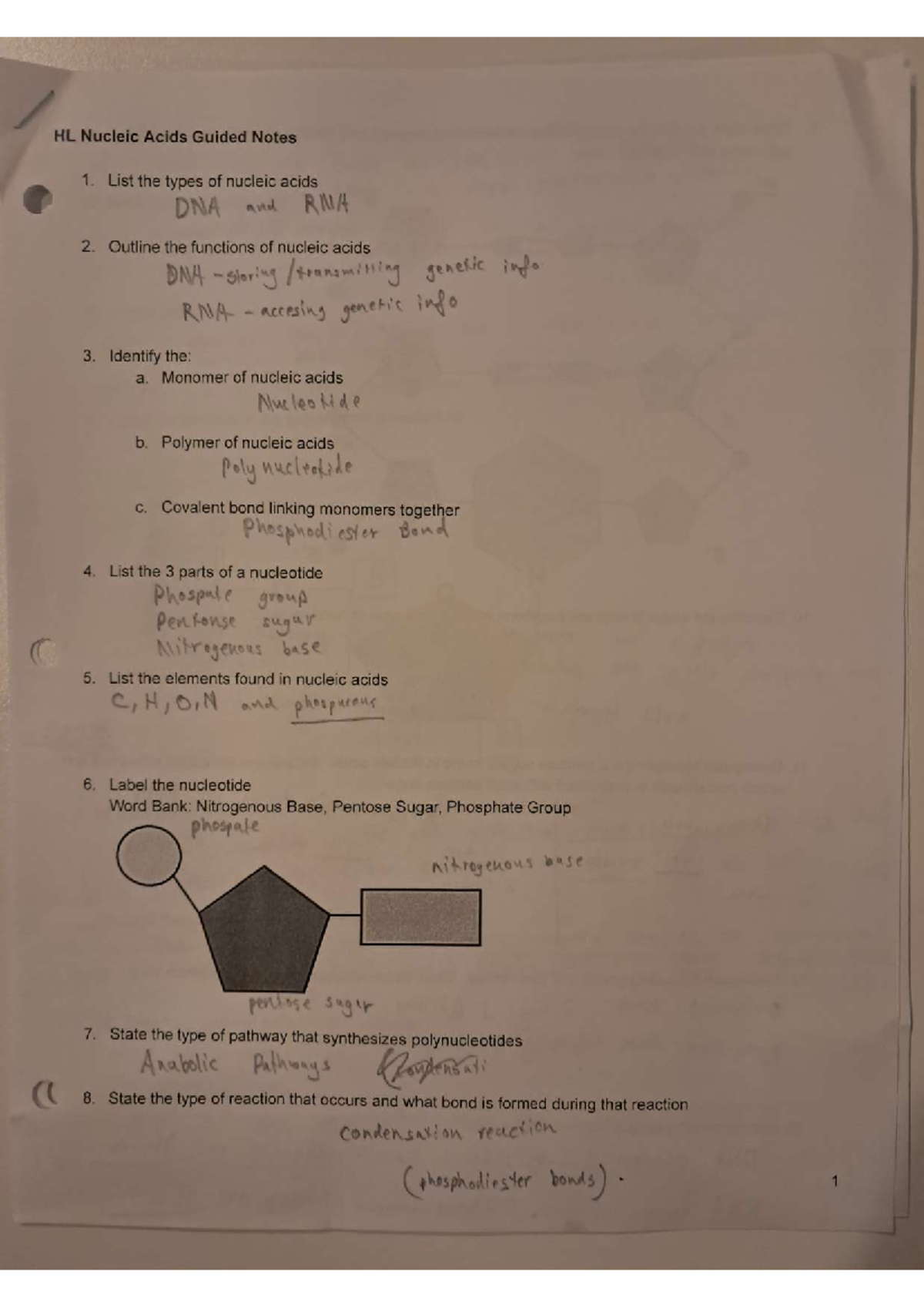 HL Nucleic Acids Guided Notes: Structure, Functions, and Synthesis ...
