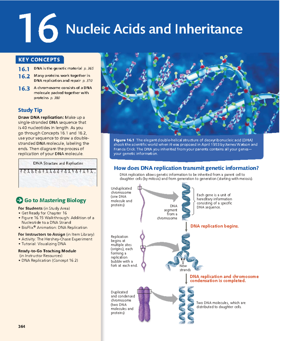 16 Nucleic Acids and Inheritance: Key Concepts and DNA Replication ...