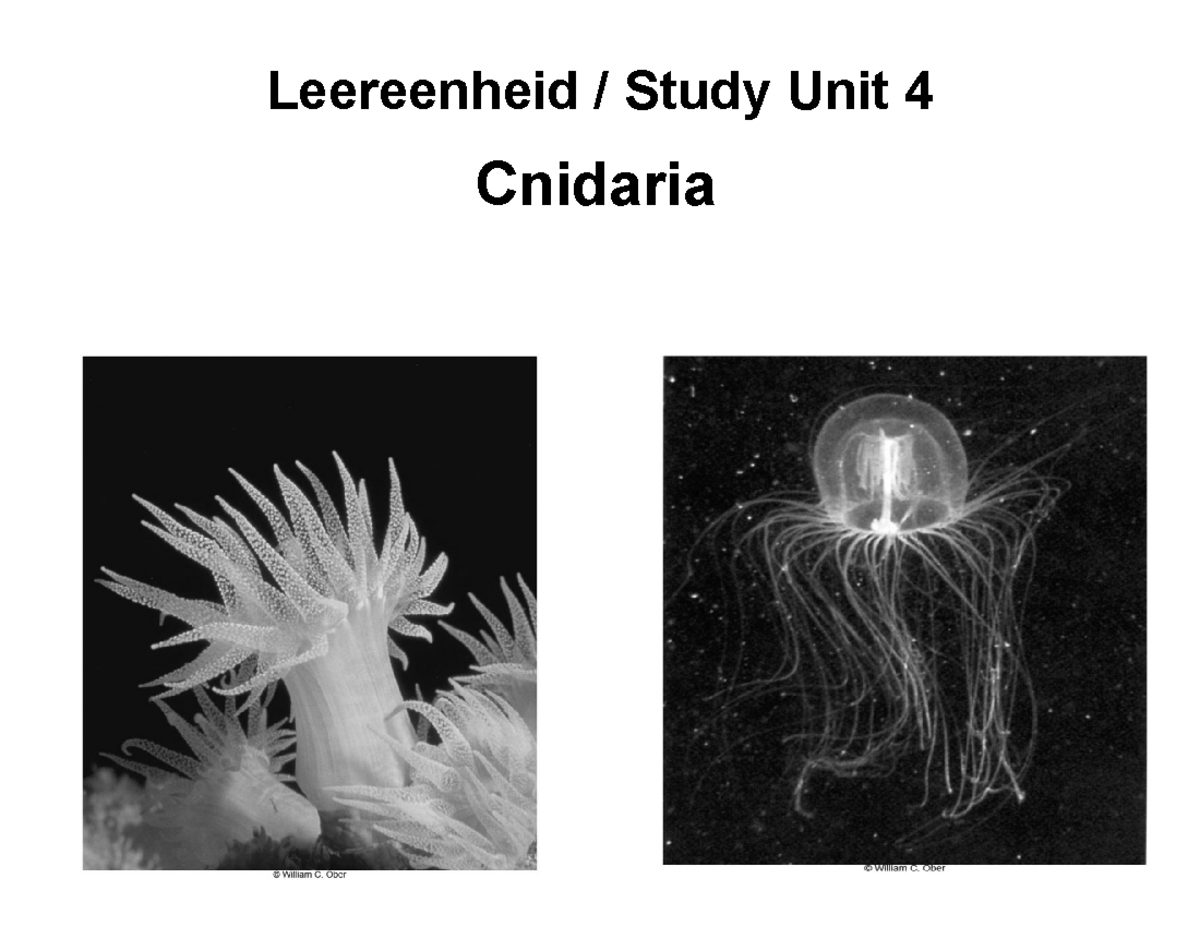Phylum Cnidaria - Study Unit 4: Characteristics and Life Cycles ...