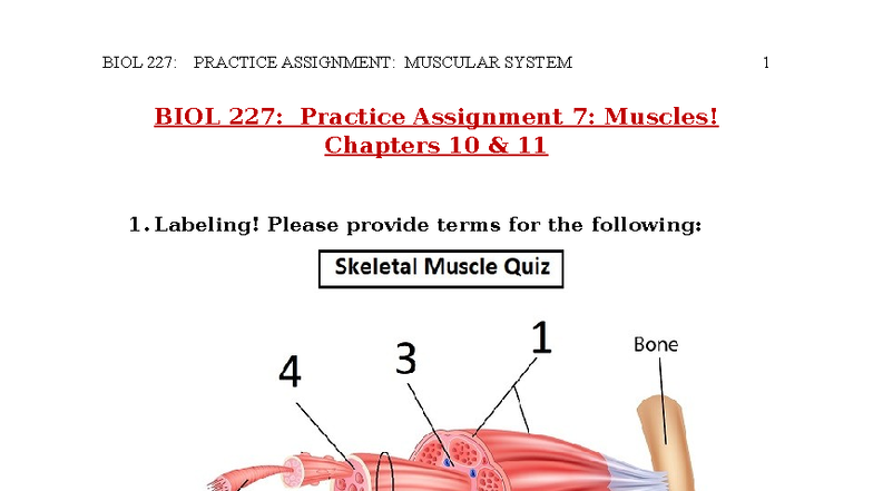 BIOL 227: Practice Assignment on Muscular System - Chapters 10 & 11 ...