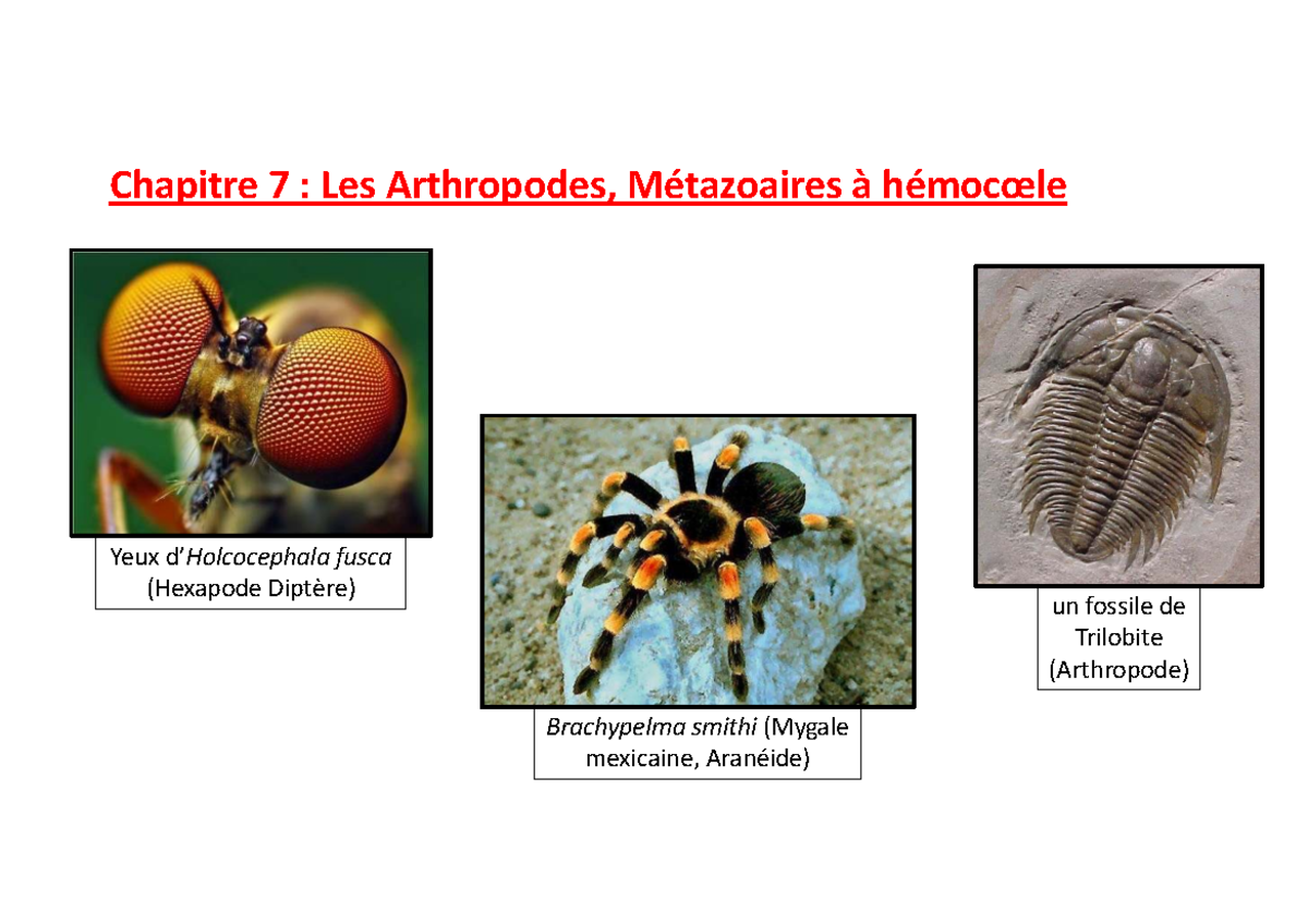 Chapitre 7 : Les Arthropodes - Caractéristiques et Biologie - Studocu