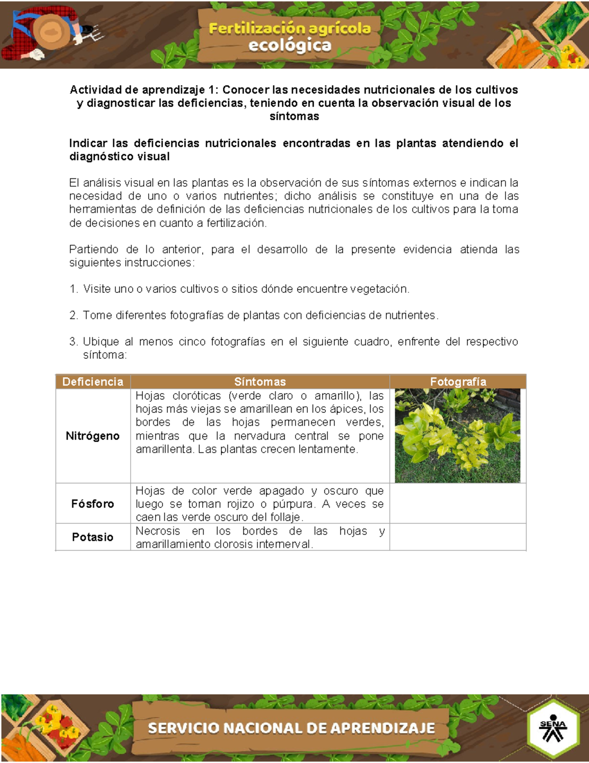 Necesidades Nutricionales De Las Plantas Vegetales