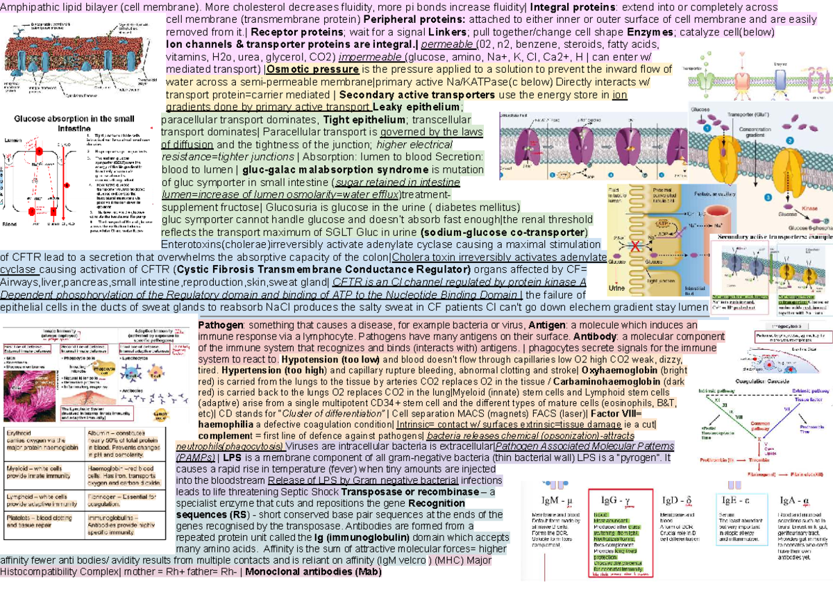 Biosci 107 Final Exam Cheat Sheet: Cell Membrane & Immune System ...