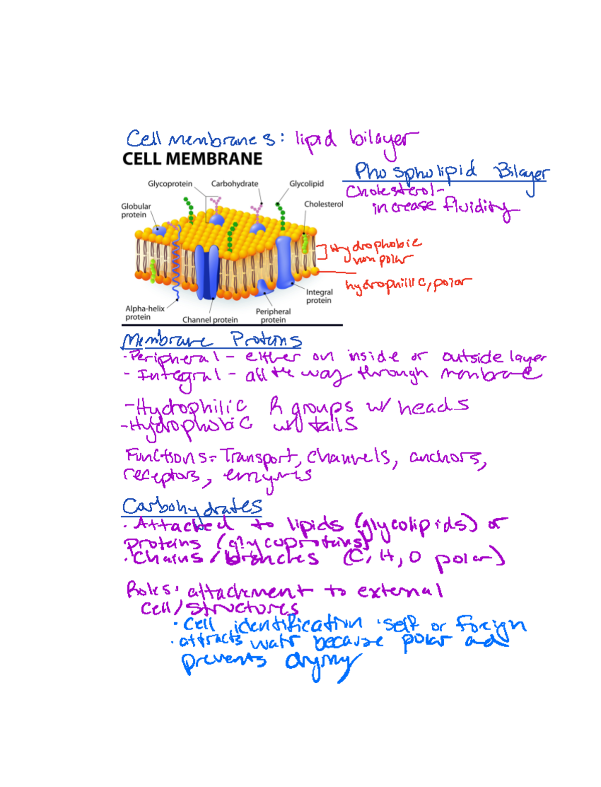Membrane Structure - Notes from Dr. Gwen Strand - Cell membranes ...