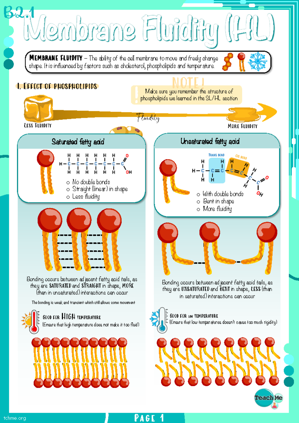 Membranes & Transport (HL): Understanding Fluidity and Transport Mechanisms - Studocu