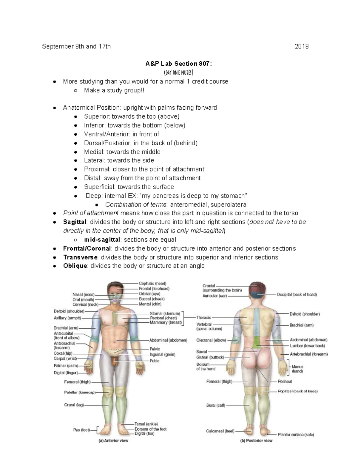 AP1 Lab Manual_Answers - Anatomy and Physiology Lab Manual Version 1.1 ...