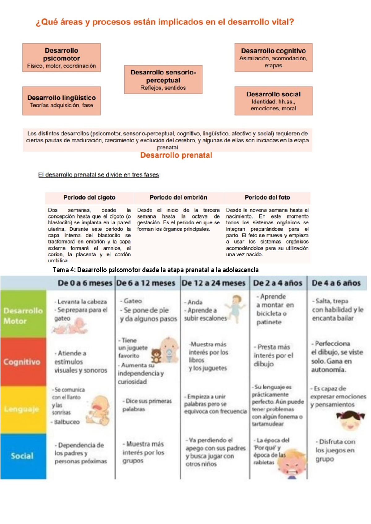 Tema 4 UC2: Resumen del Desarrollo Psicomotor Prenatal a Adolescencia - Studocu