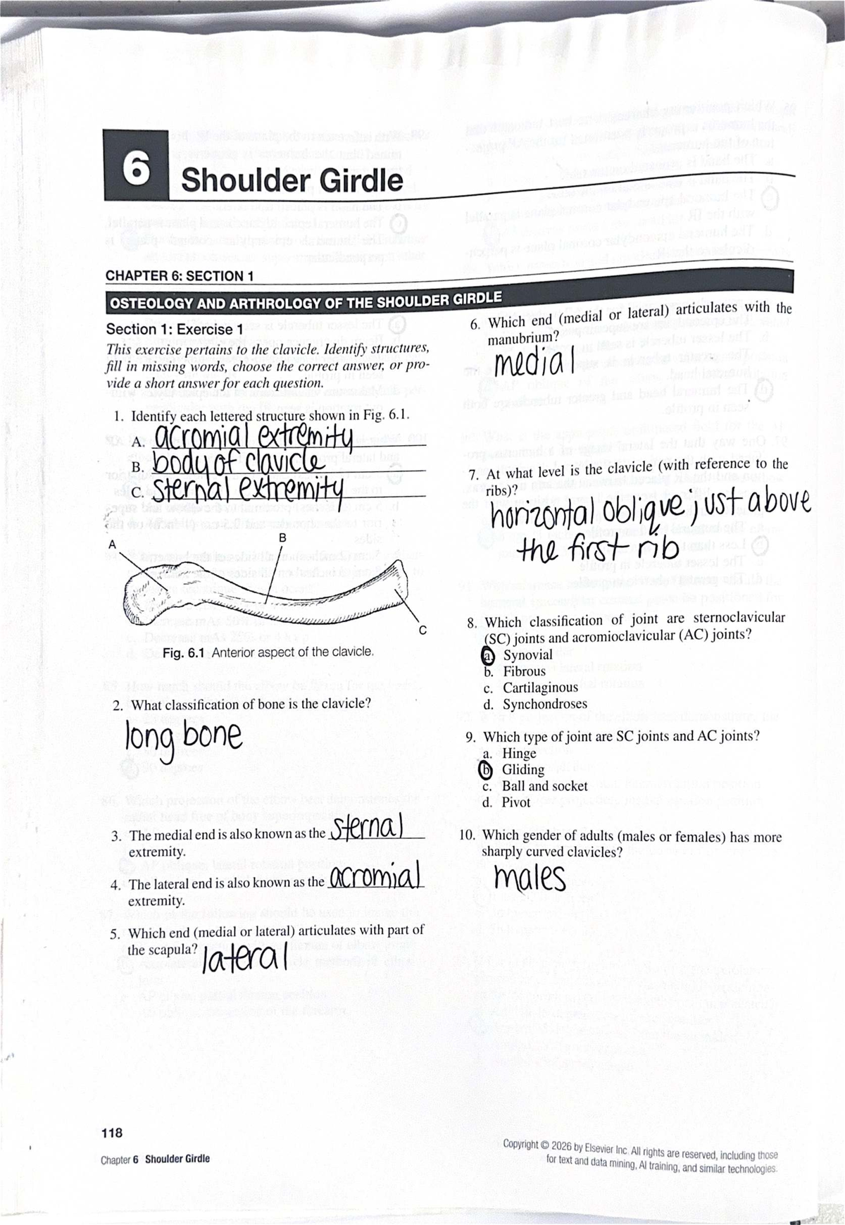 Chap 6: Shoulder Girdle Osteology & Arthrology Exercises - Studocu