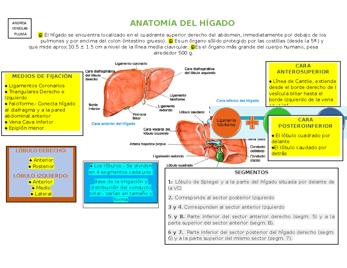 Anatomía Y Fisiología DEL Hígado - ANATOMÍA DEL HÍGADO El hígado se ...