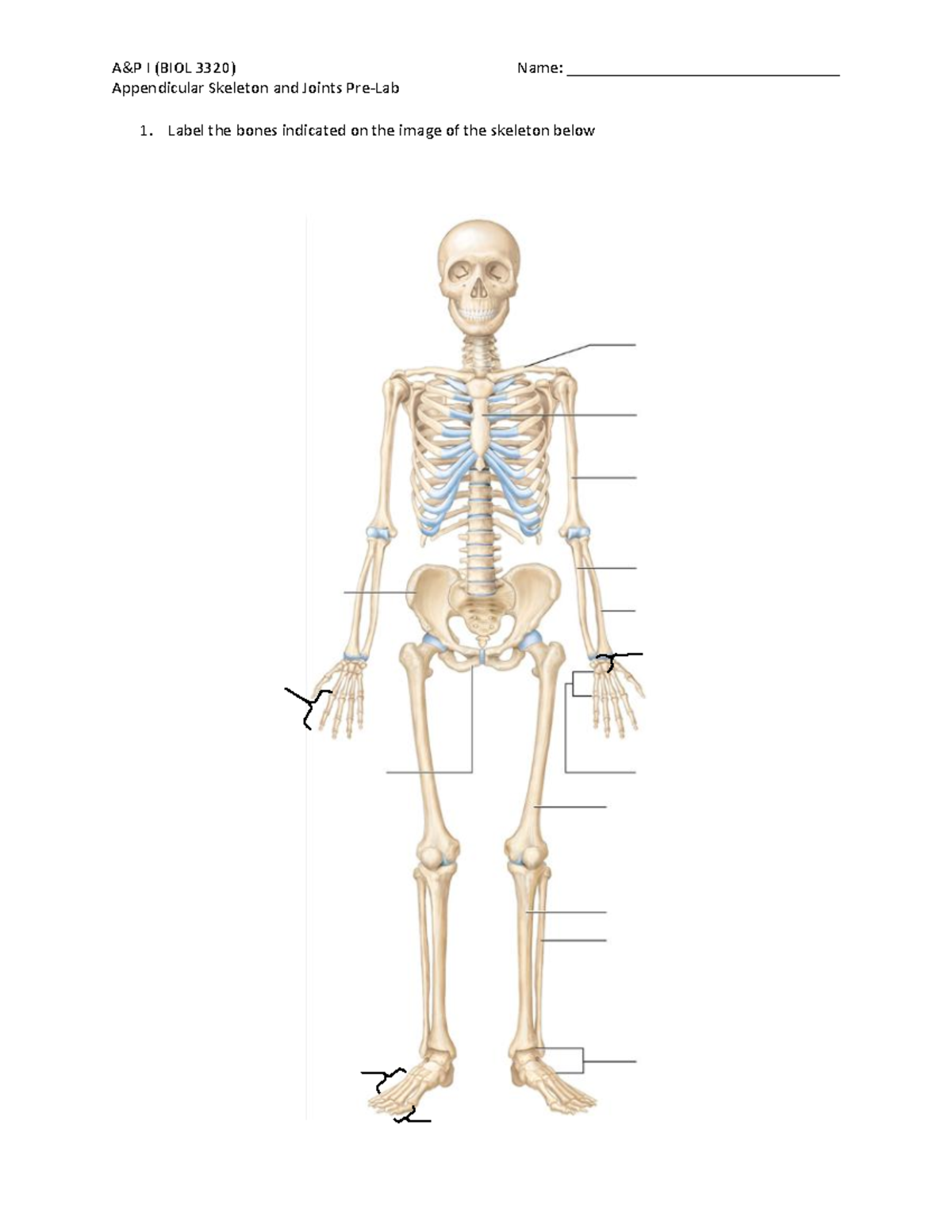 Prelab 4 (BIOL 3320): Appendicular Skeleton & Joints Lab Guide - Studocu